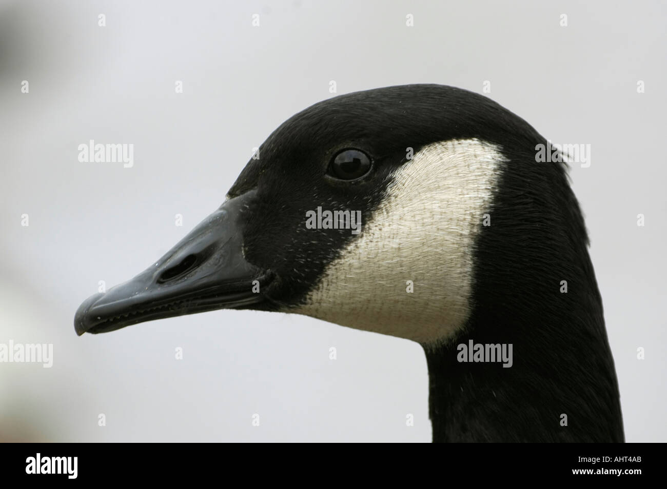 Canada goose head hi-res stock photography and images - Alamy