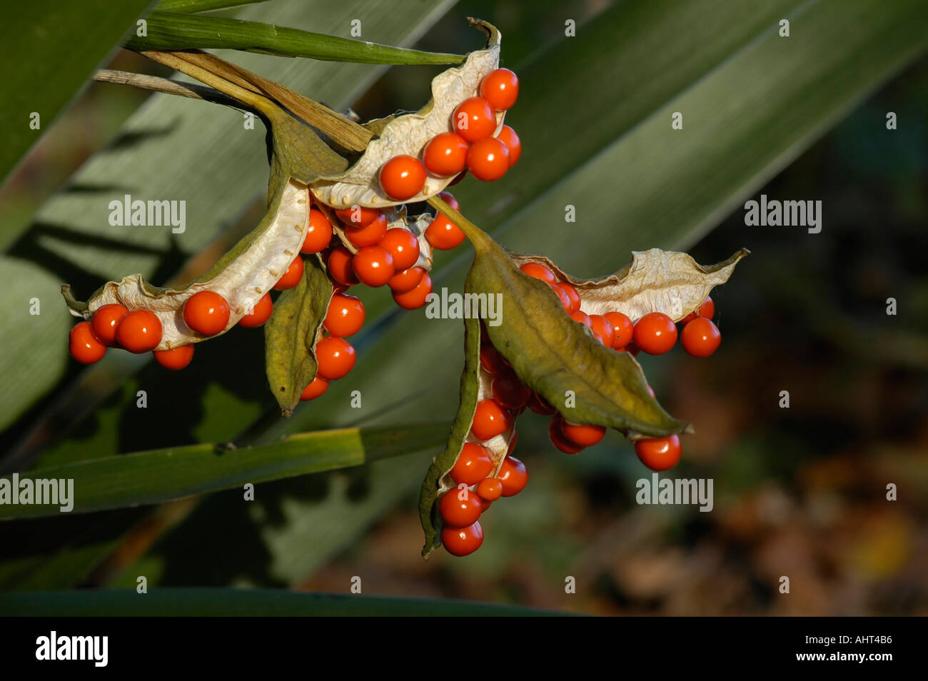 Stinking iris iris foetidissima berries hi-res stock photography and ...