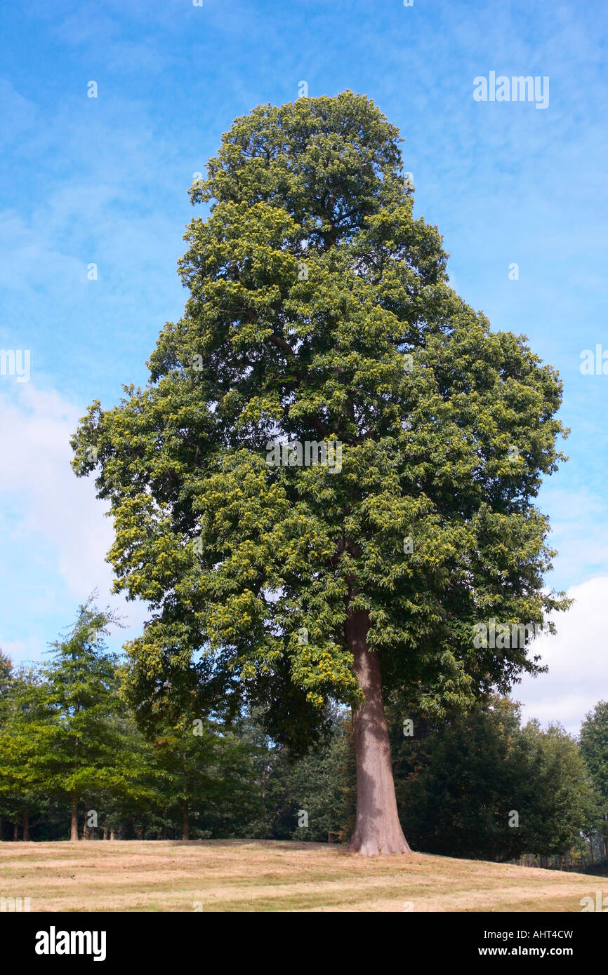 Mature Sweet Chestnut Tree (Castanea sativa) in English park in early ...