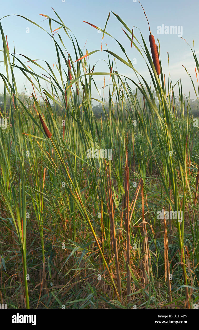 cattails, Blue Lake Wildlife Area, Lewis and Clark State Park, Iowa USA ...