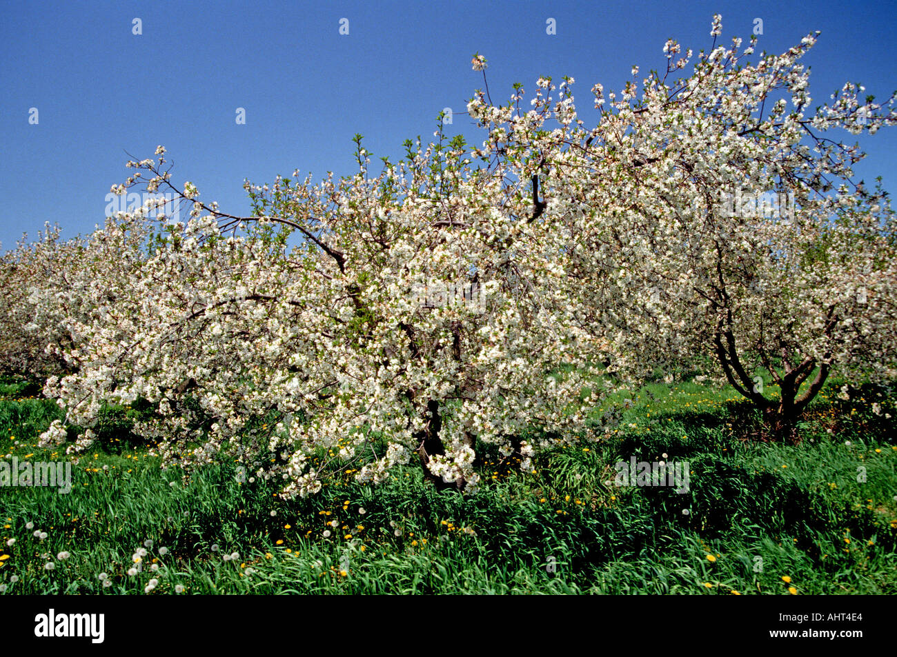 Trees in full blossom hi-res stock photography and images - Alamy
