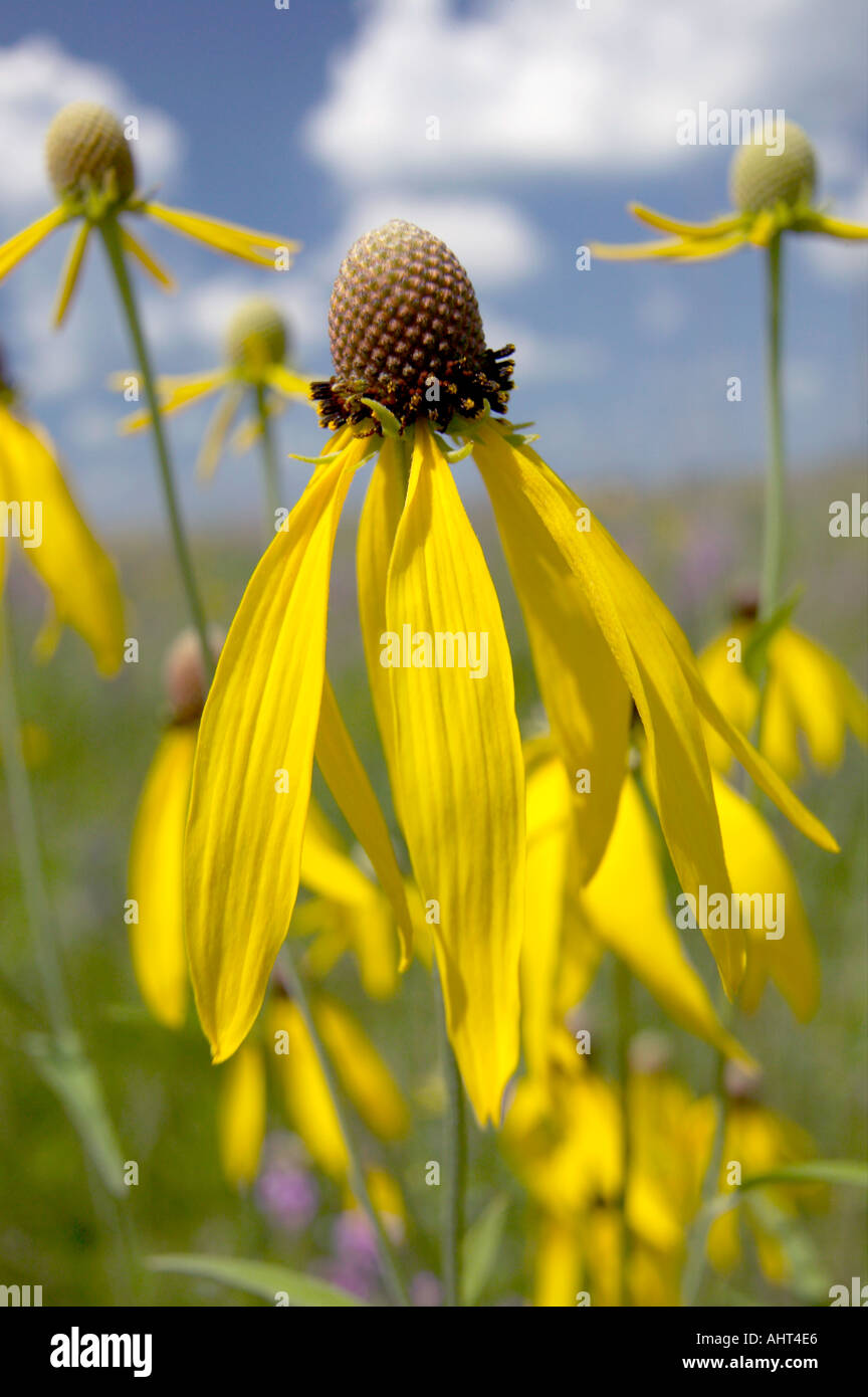 yellow coneflower (Ratibida pinnata), Hayden Prairie State Preserve ...