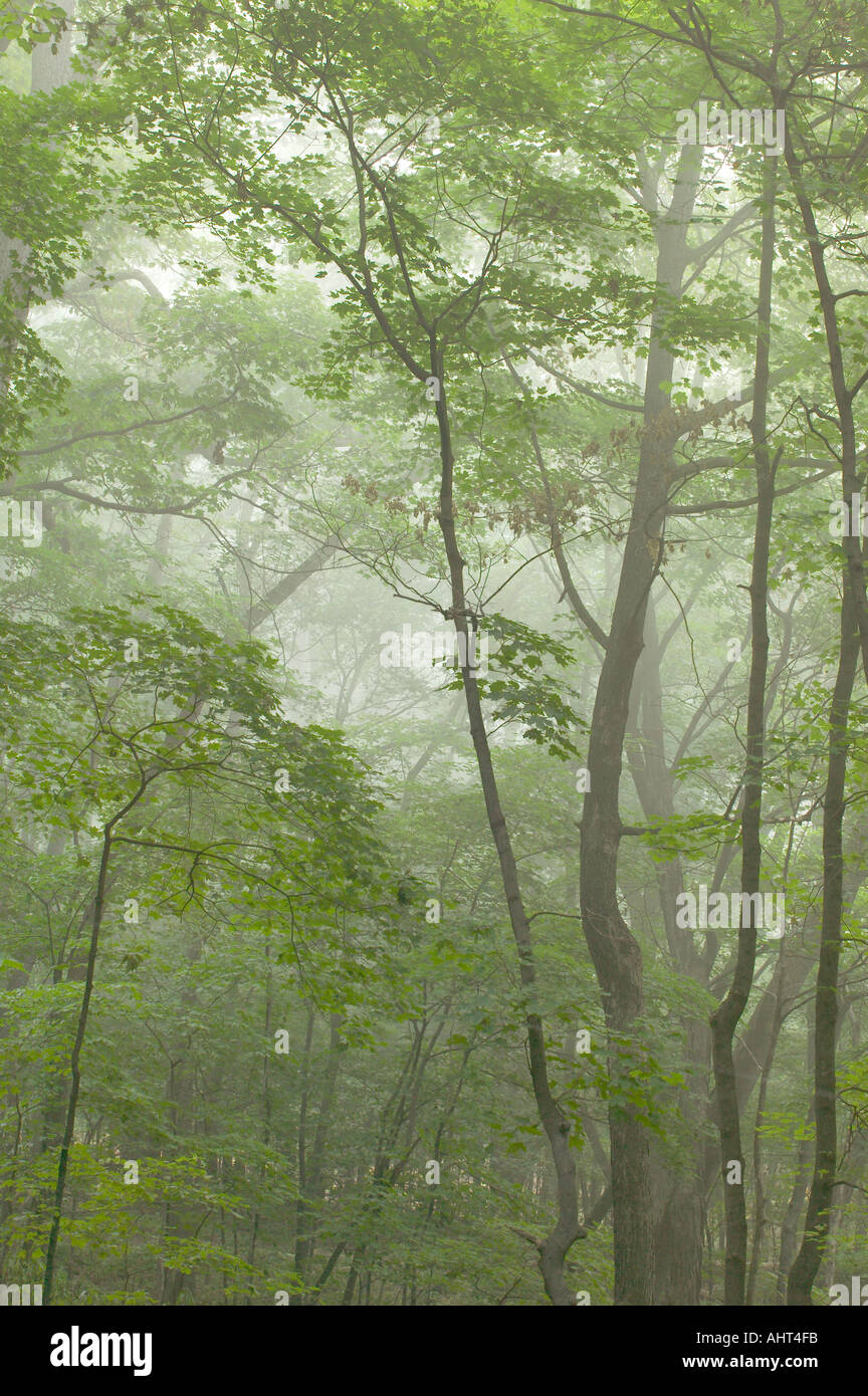 hardwood forest in fog, Effigy Mounds National Monument, Iowa USA Stock ...