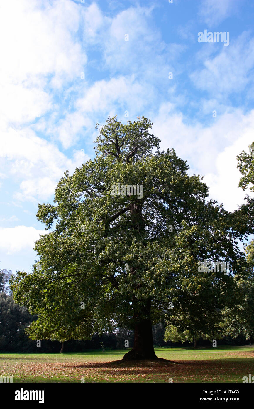 English chestnut hi-res stock photography and images - Alamy