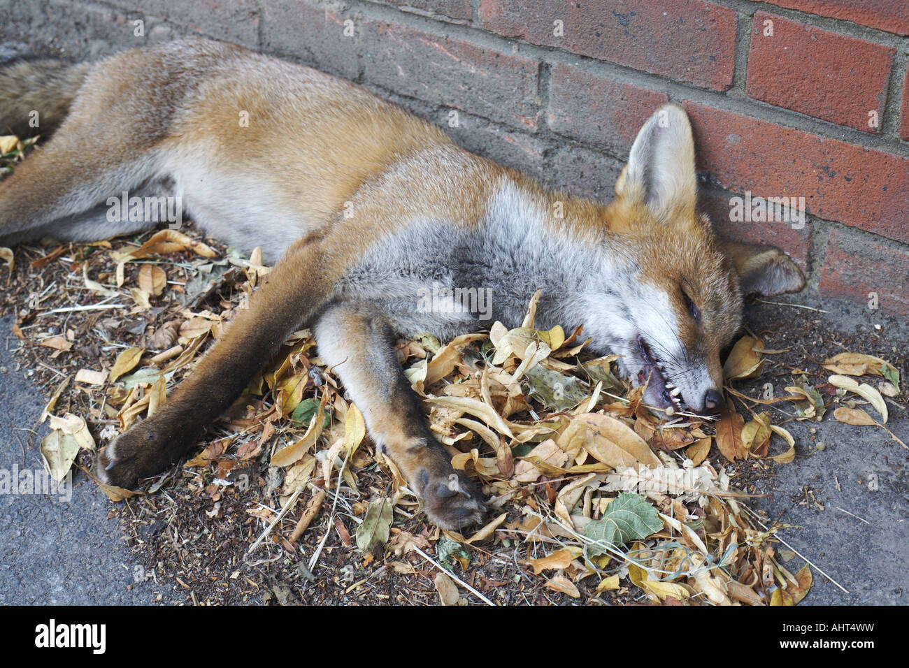 Corpse animal hi-res stock photography and images - Alamy