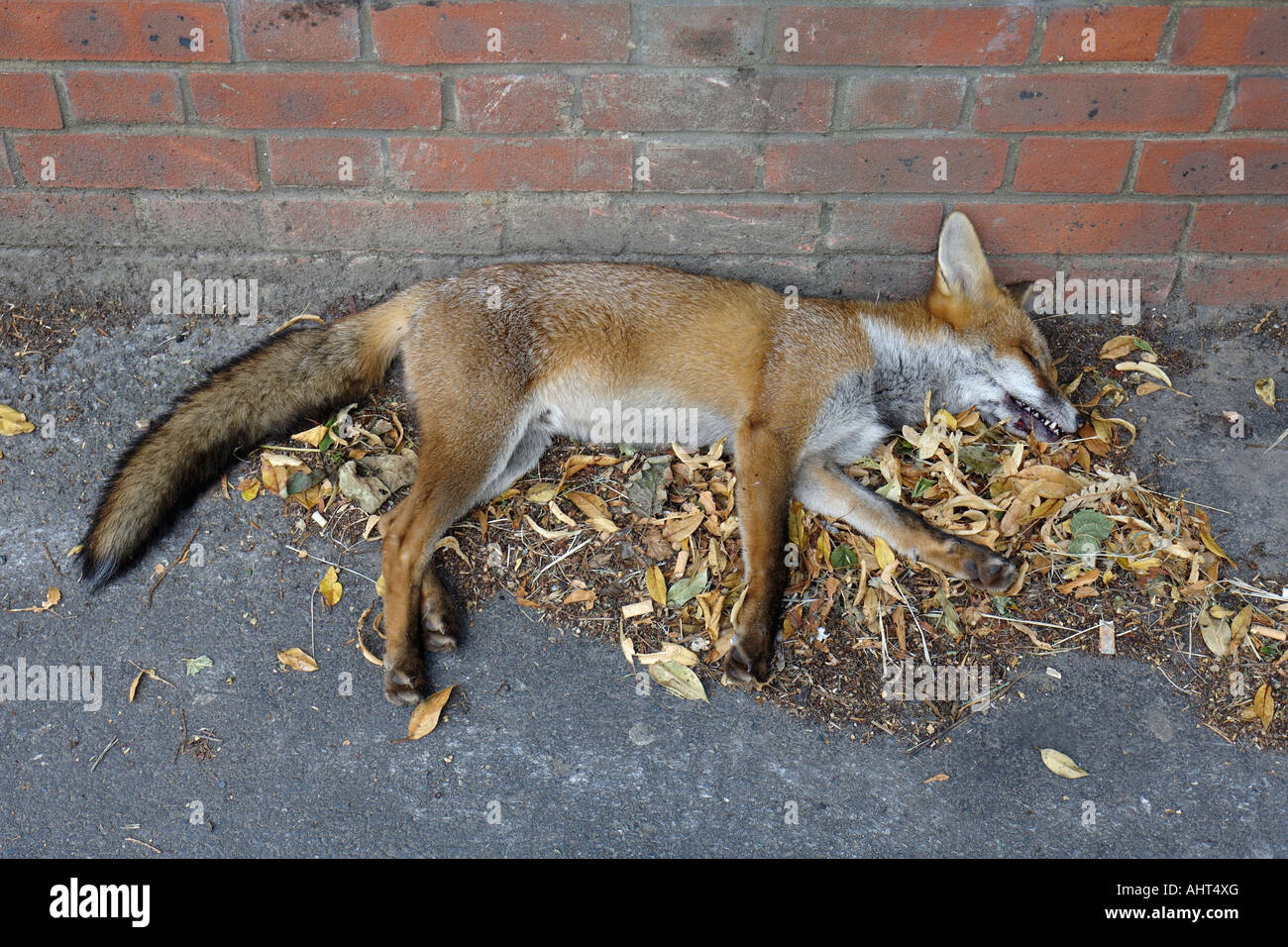 Fox with dead animal hi-res stock photography and images - Alamy