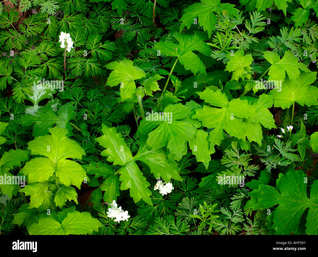 Appendaged waterleaf hi-res stock photography and images - Alamy