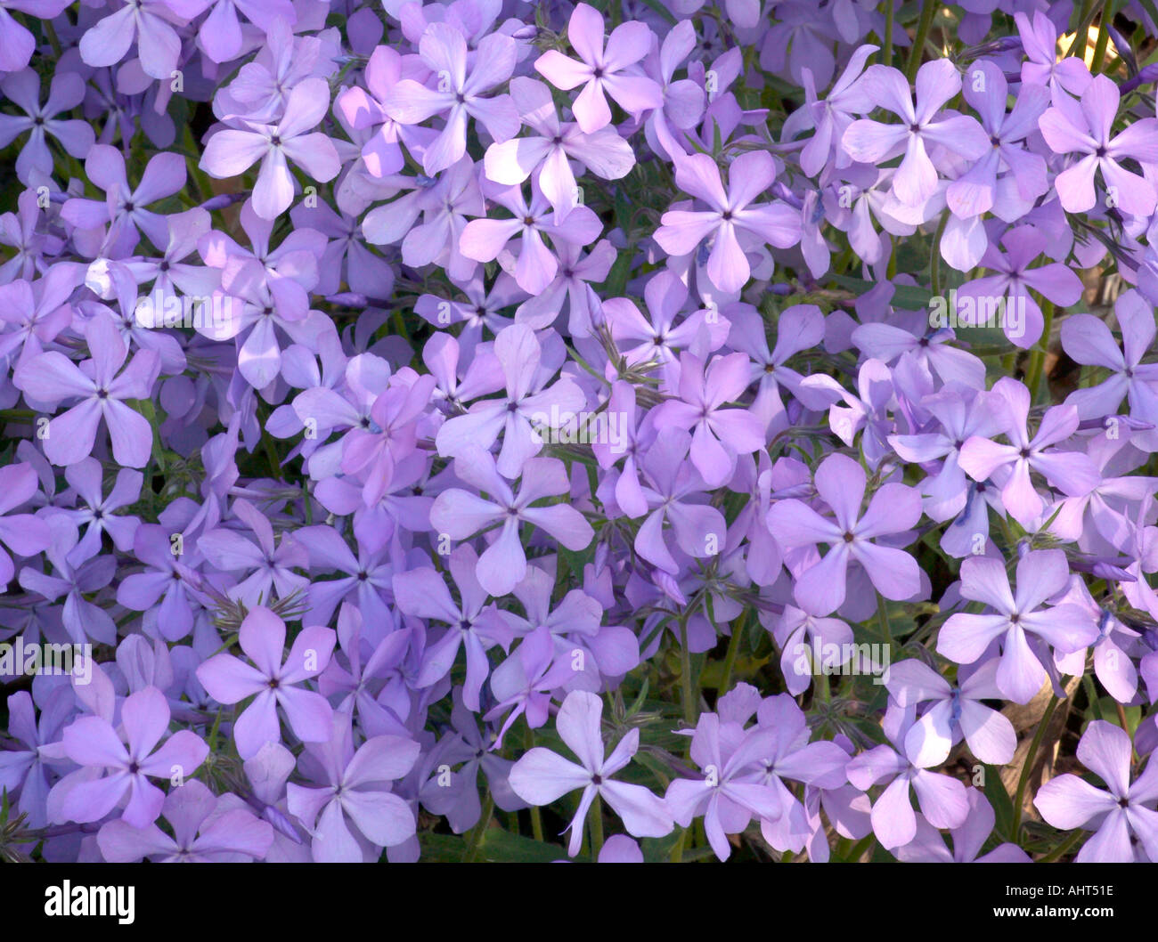 wild blue phlox aka Sweet William (Phlox divaricata), Iowa USA Stock ...