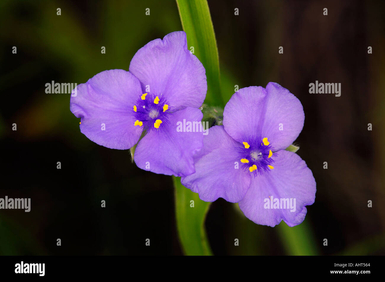 Tradescantia bracteata hi-res stock photography and images - Alamy