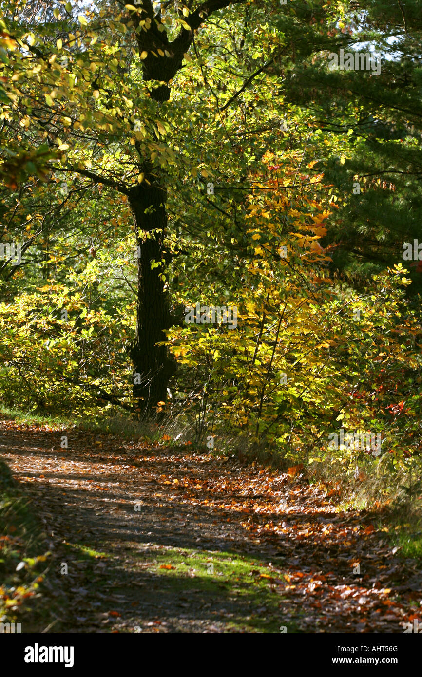 A peaceful forest path dappled with sunlight, surrounded by vibrant ...
