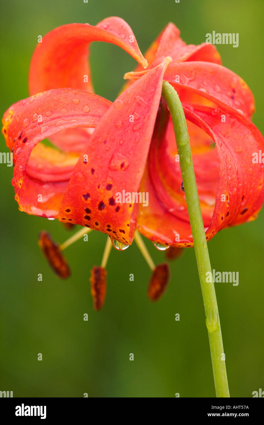 Michigan Lily Stock Photos & Michigan Lily Stock Images - Alamy