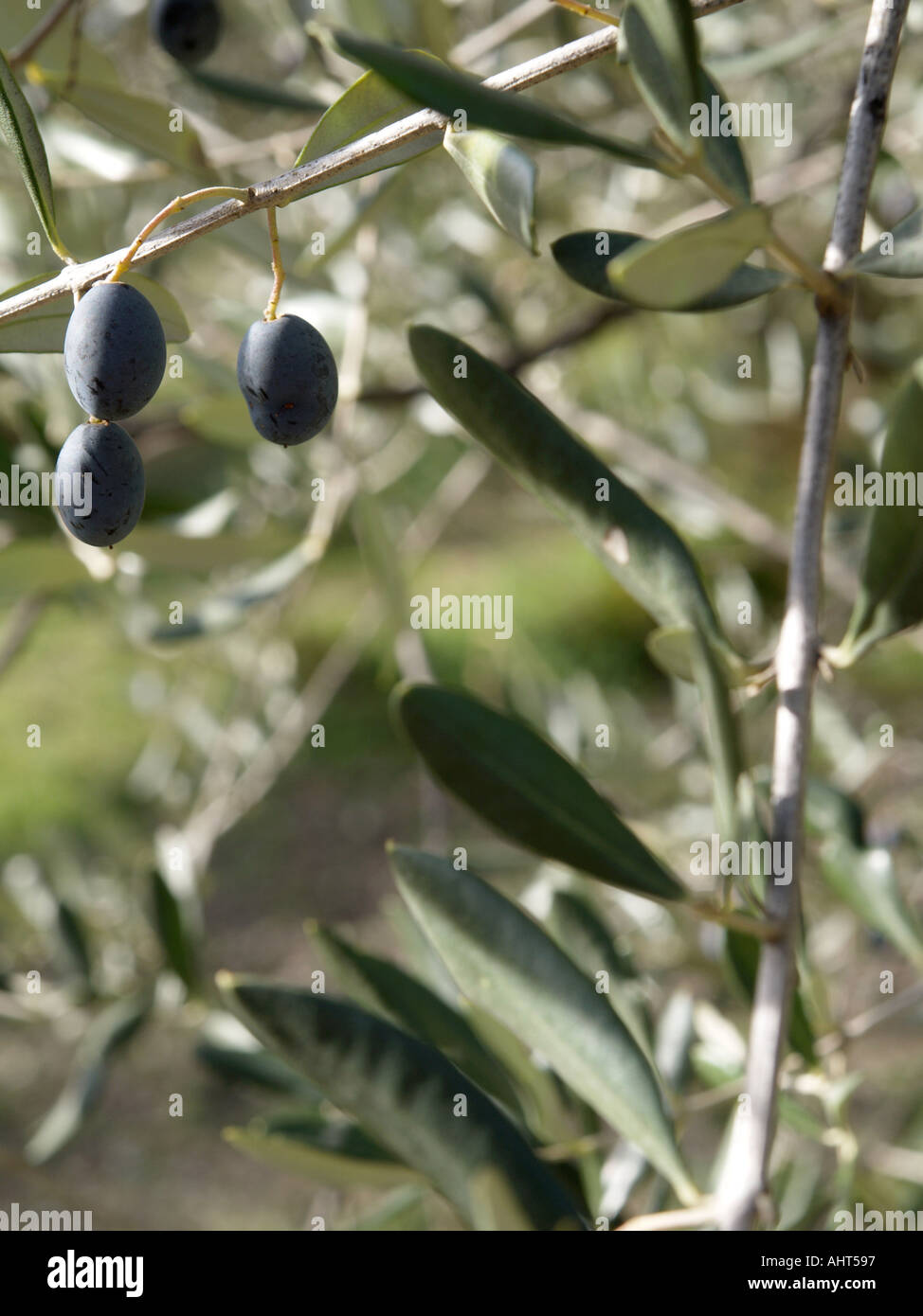 Olive picking france hi-res stock photography and images - Alamy