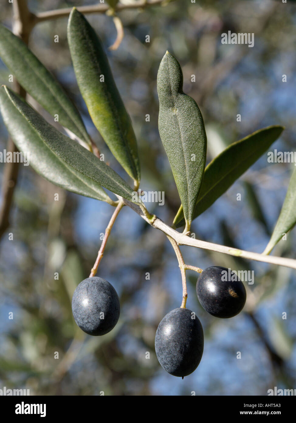 Olive picking france hi-res stock photography and images - Alamy