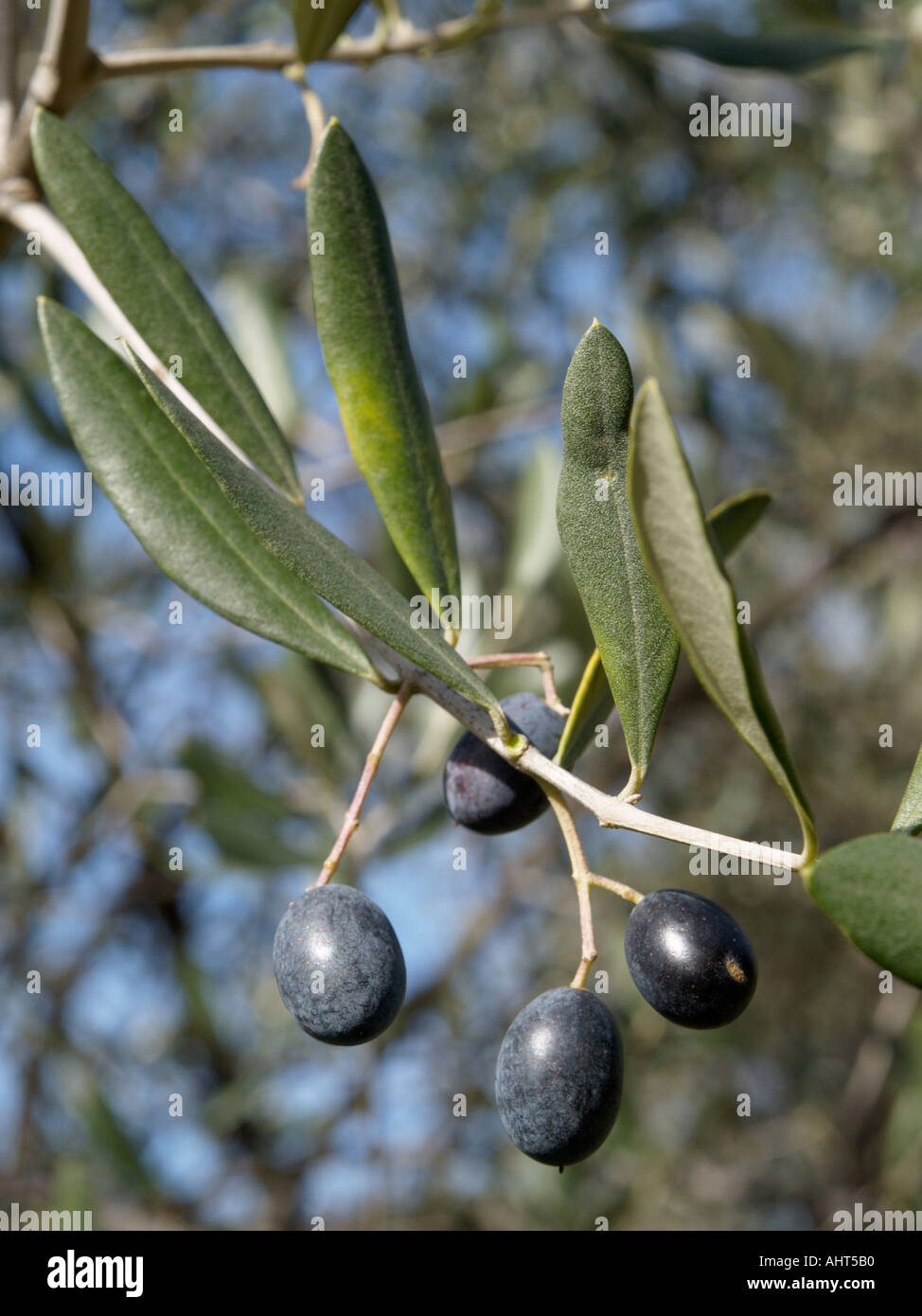 Olive picking france hi-res stock photography and images - Alamy
