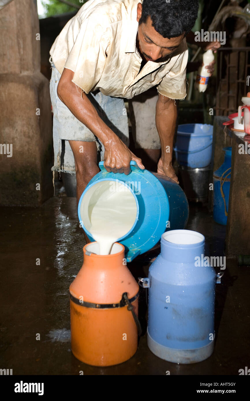 Migrant dairy workers collect milk yield after hand milking cows in a ...