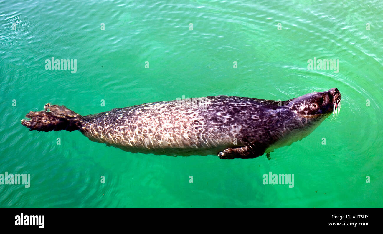 Seal in an Aquarium Stock Photo - Alamy