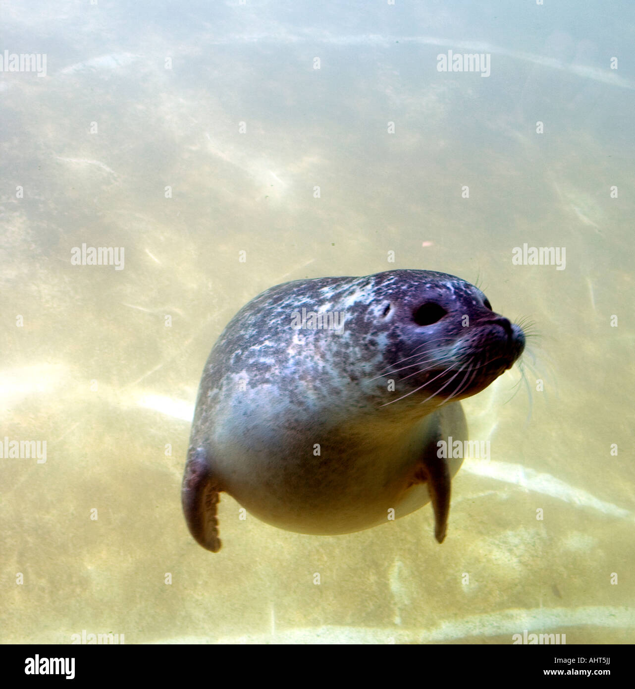 Seal in an Aquarium Stock Photo - Alamy