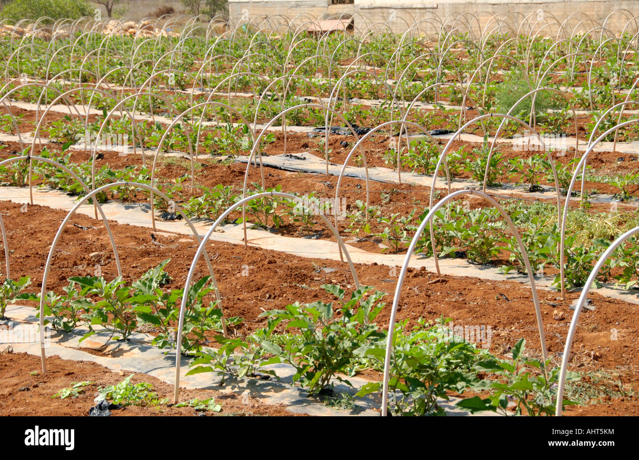 Crop growing on farmland near Ayia Napa on the Mediterranean island of ...