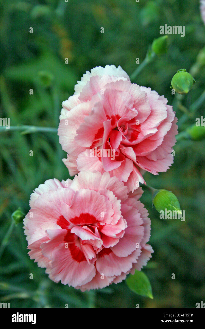 . PINK DIANTHUS. DORIS. CARNATION Stock Photo - Alamy