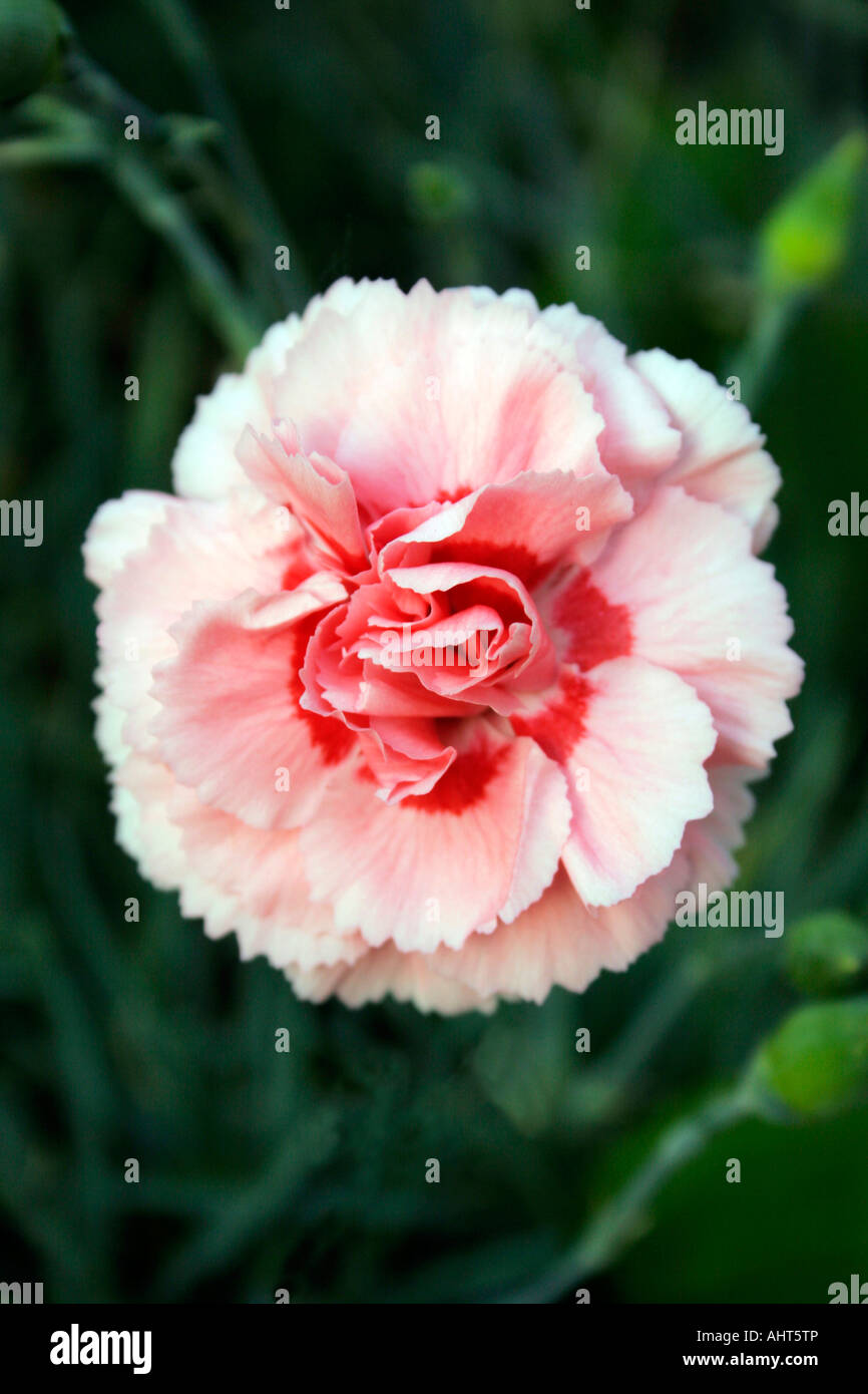 Dianthus Doris High Resolution Stock Photography and Images - Alamy