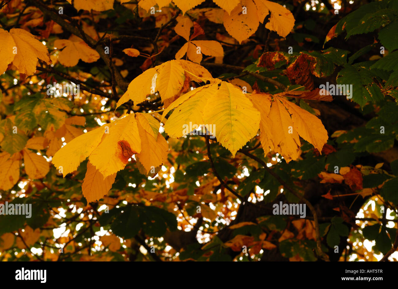 Brilliant Horse Chestnut Tree Leaves in Autumn , England Stock Photo ...