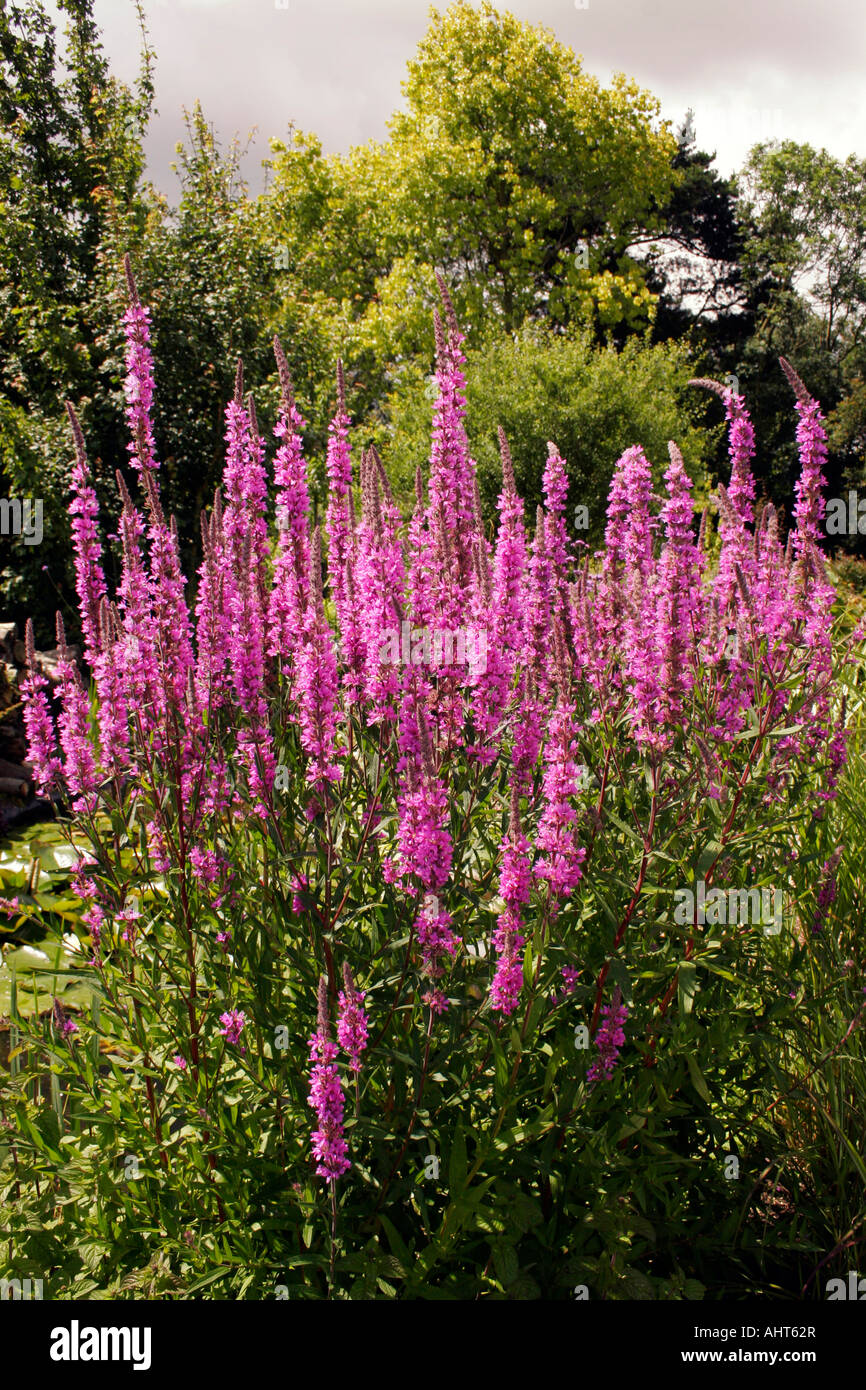 . PINK SALVIA NEMOROSA. SAGE. LABIATAE. LAMIACEAE Stock Photo - Alamy