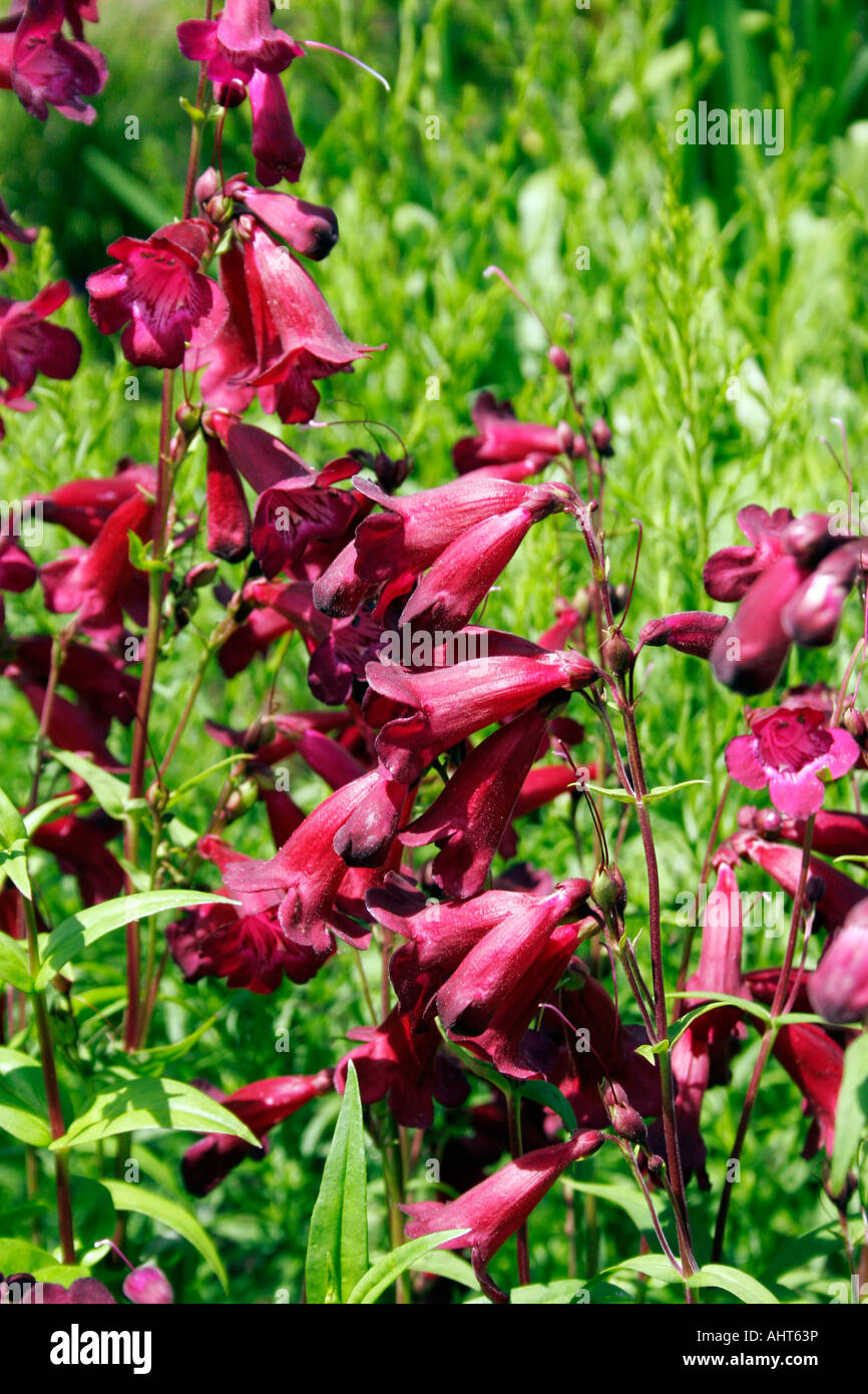 Penstemon red flowers plants hi-res stock photography and images - Alamy