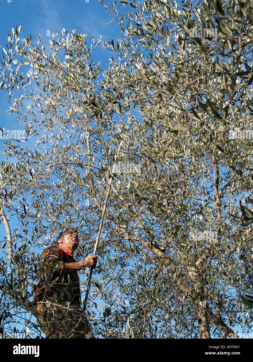 Collecting olives in a farm near Nice in France Stock Photo - Alamy