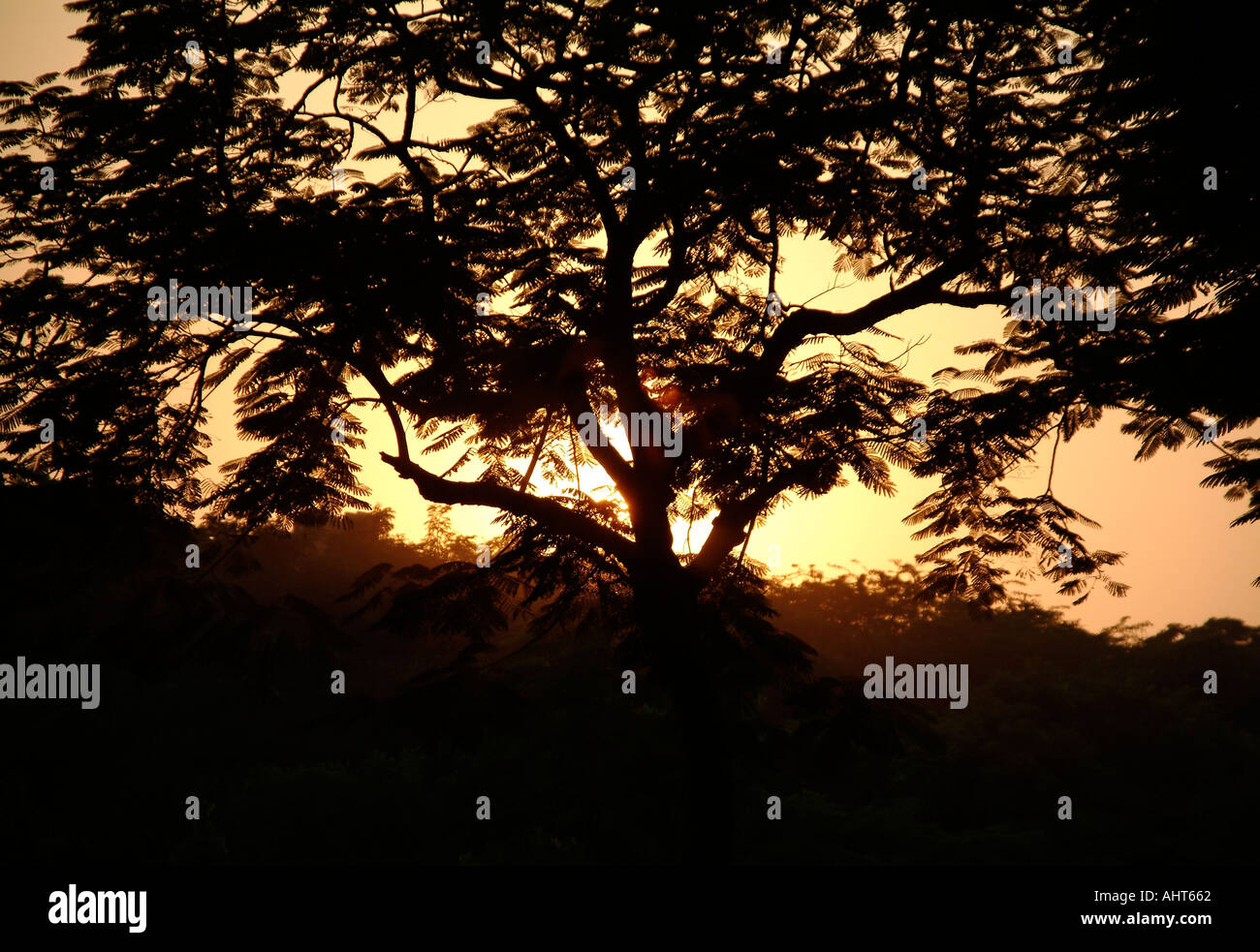 sunset in a park in delhi india Stock Photo - Alamy