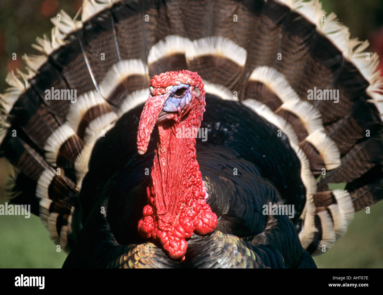 Gizzard turkey hi-res stock photography and images - Alamy