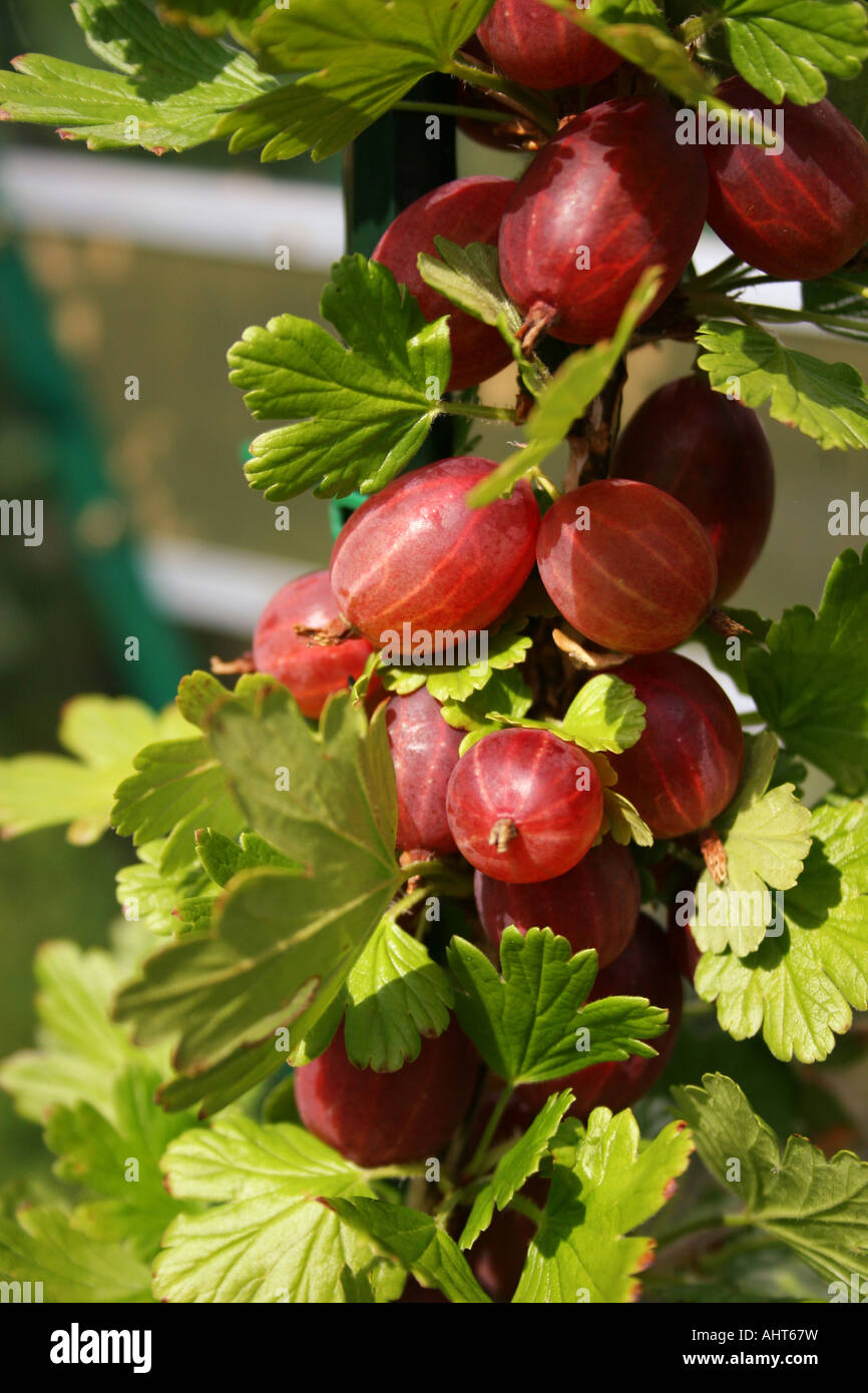 HORTICULTURE. GOOSEBERRY HIRNOMACKI RED. RIBES GROSSULARIA. GROWN AS A ...