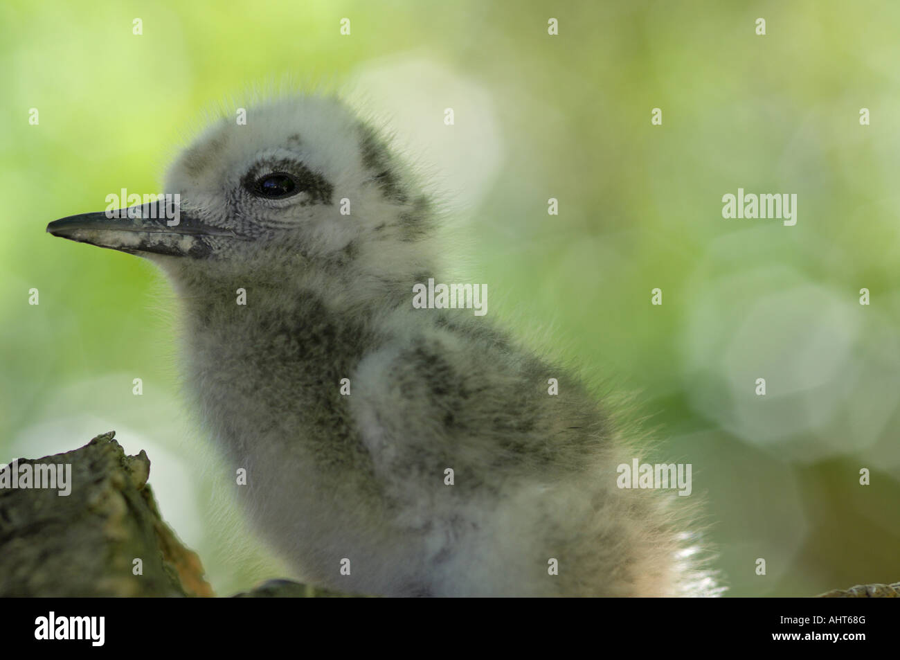 Baby tern hi-res stock photography and images - Alamy