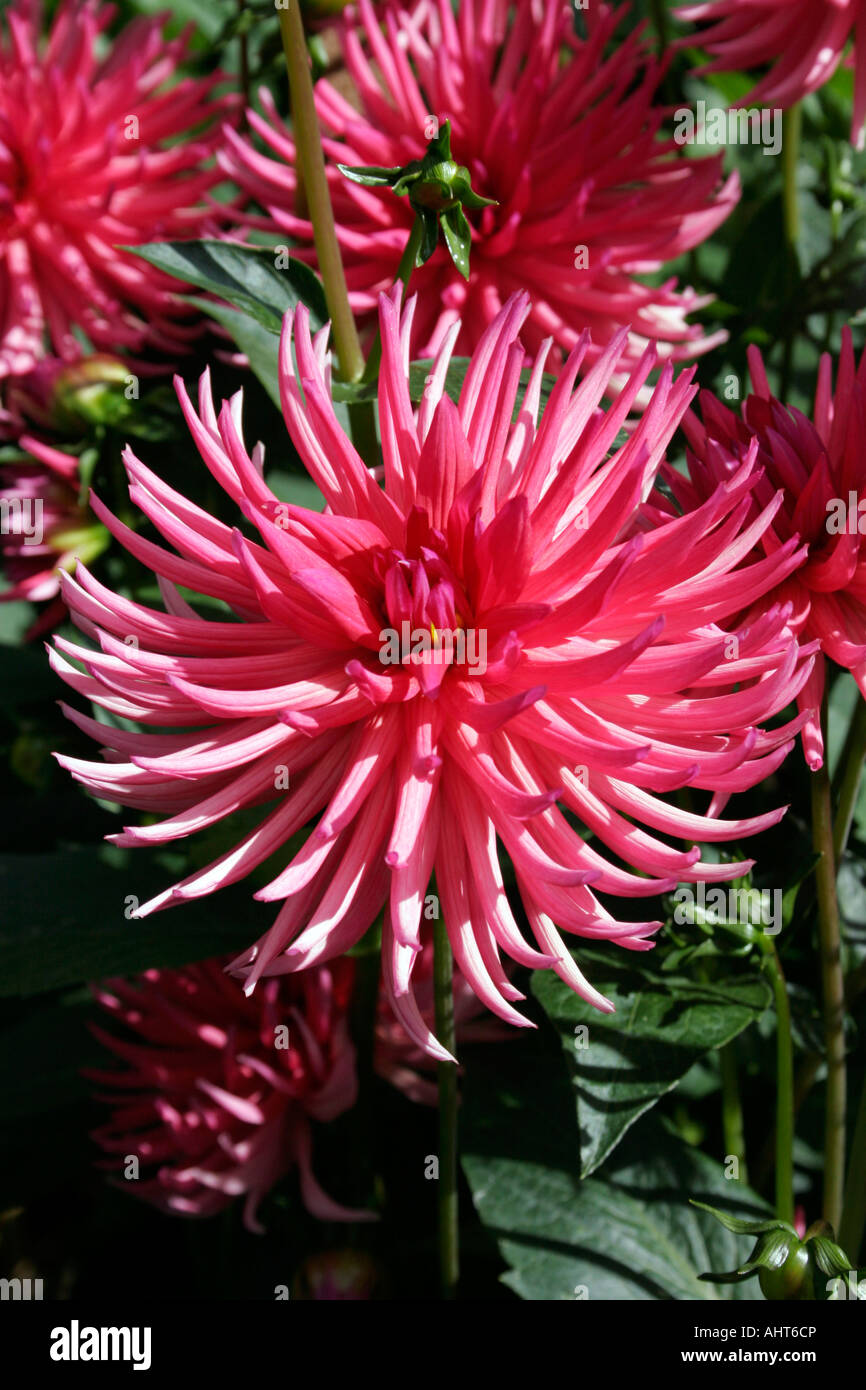 Dahlia pontiac hi-res stock photography and images - Alamy