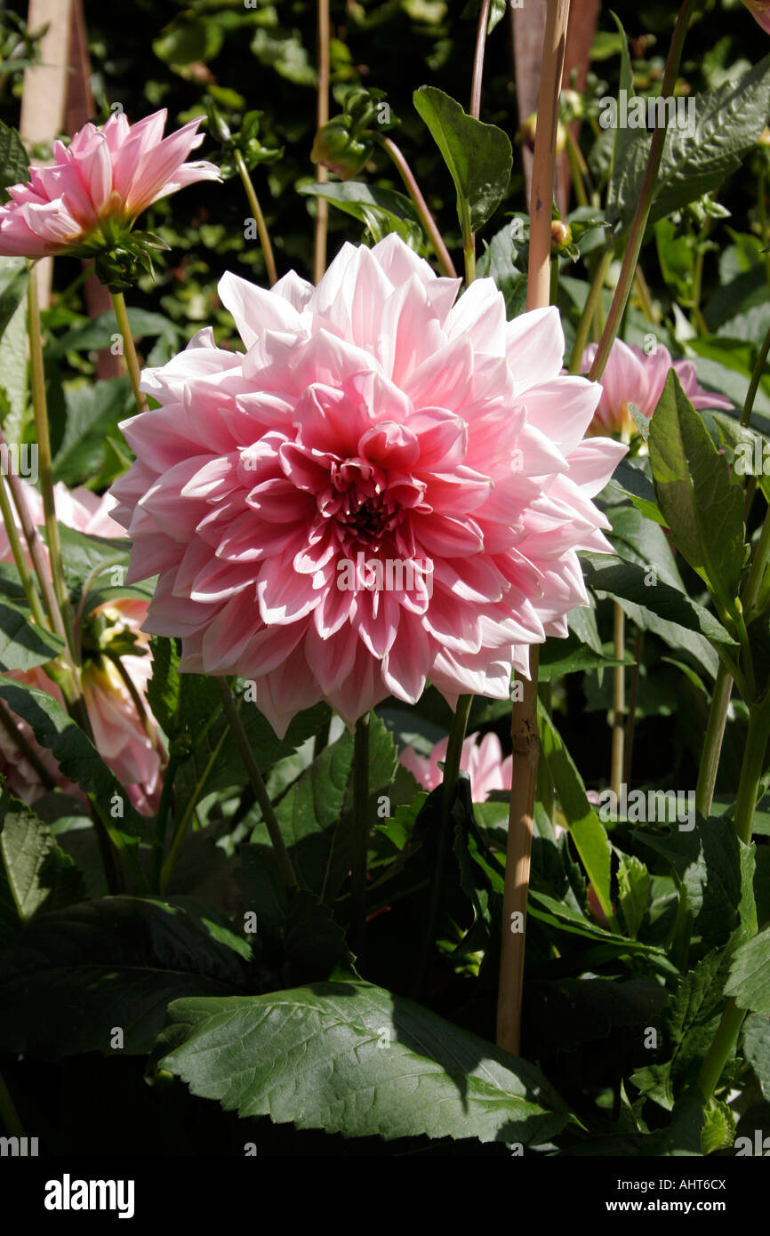 Dahlia hamari dahlia hi-res stock photography and images - Alamy