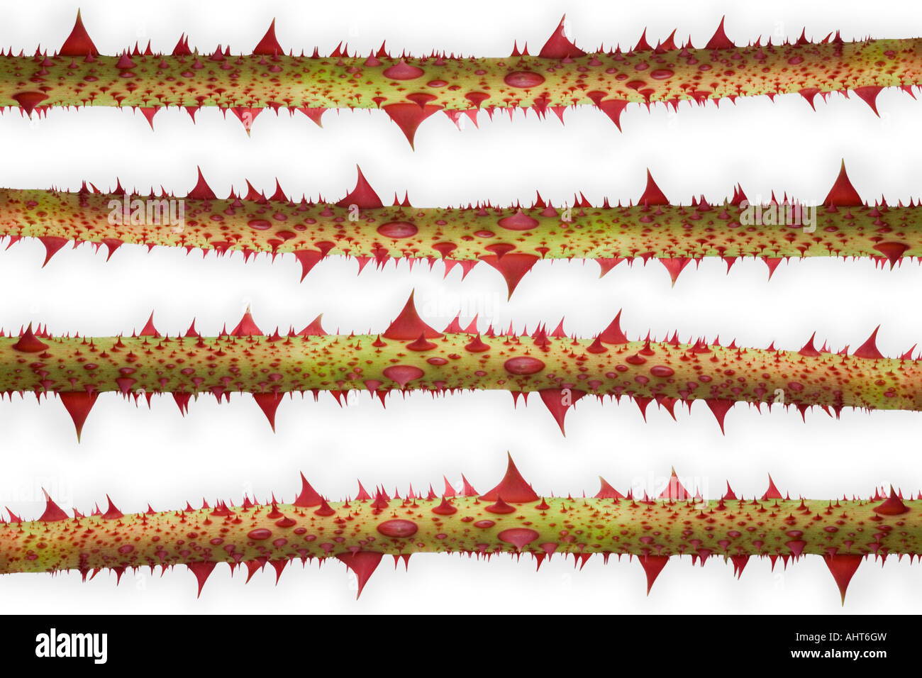 Rose tree (Rosa sp) stems with their numerous sharp red thorns. Tiges ...