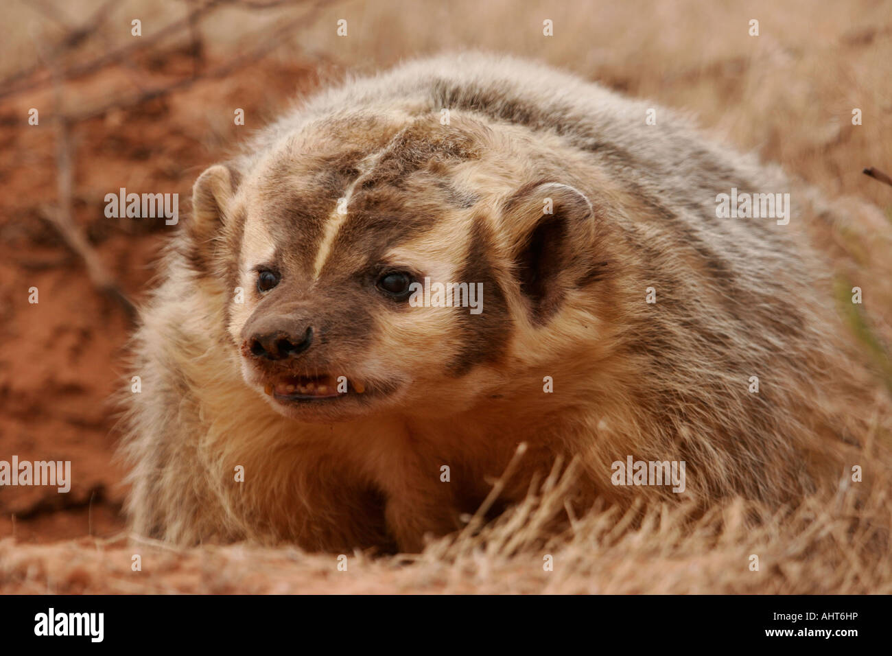 Badger Digging Stock Photos & Badger Digging Stock Images - Alamy