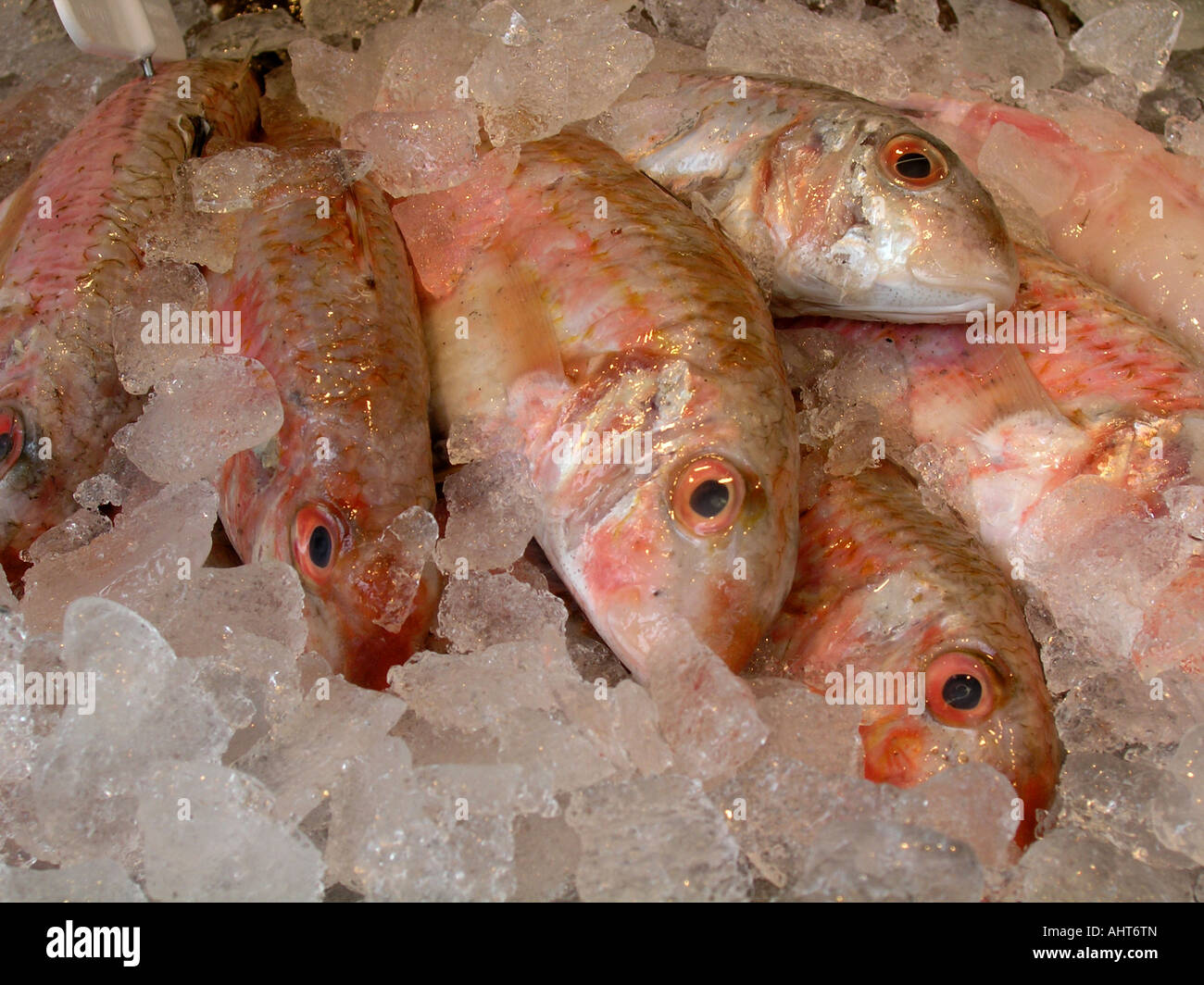 red fish on ice Stock Photo - Alamy