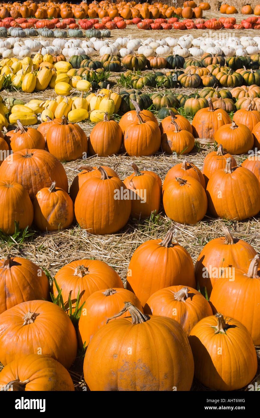 Rows of pumpkins including orange green yellow red and white pumpkins ...