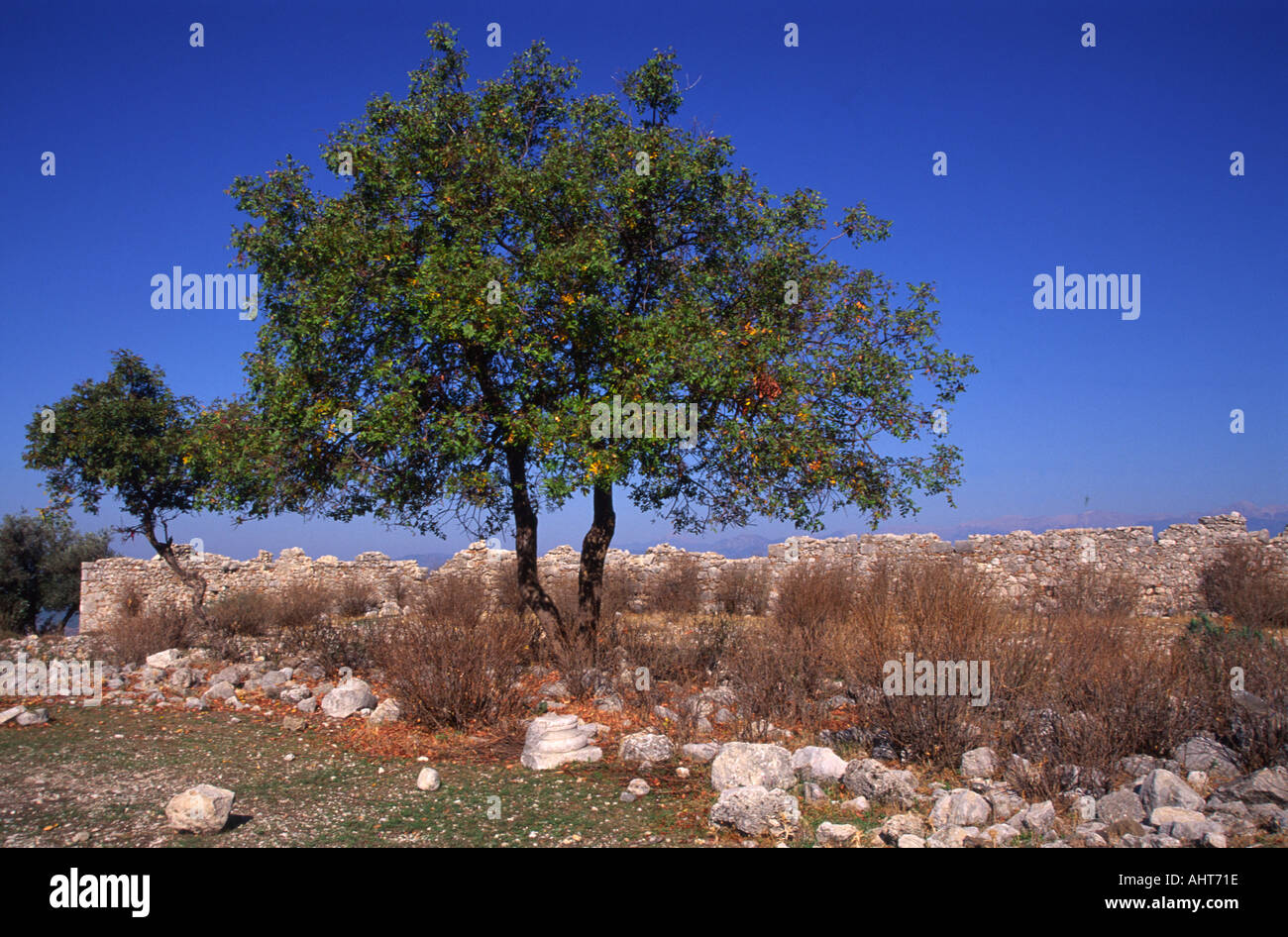 Tree at Tlos Turkey Stock Photo - Alamy