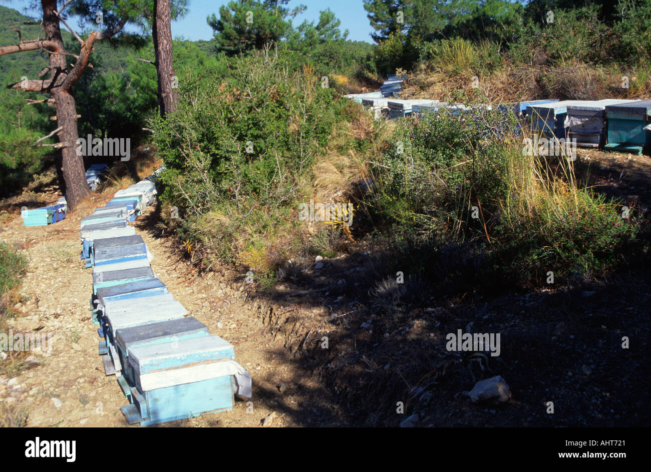 Turkey beekeeping hi-res stock photography and images - Alamy