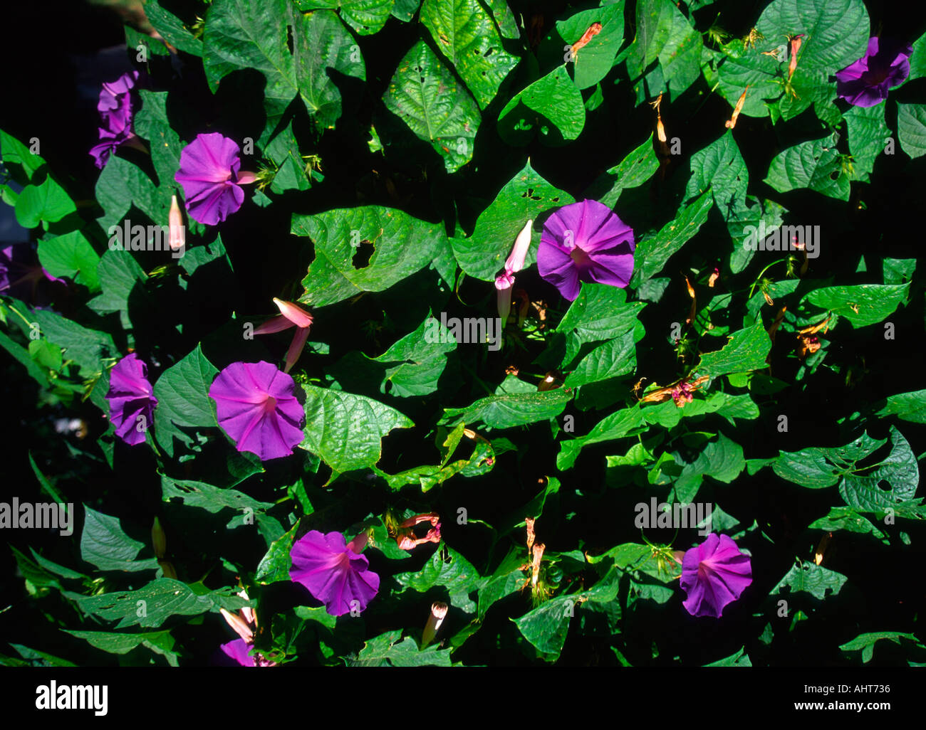 Plants and flowers Turkey Stock Photo - Alamy