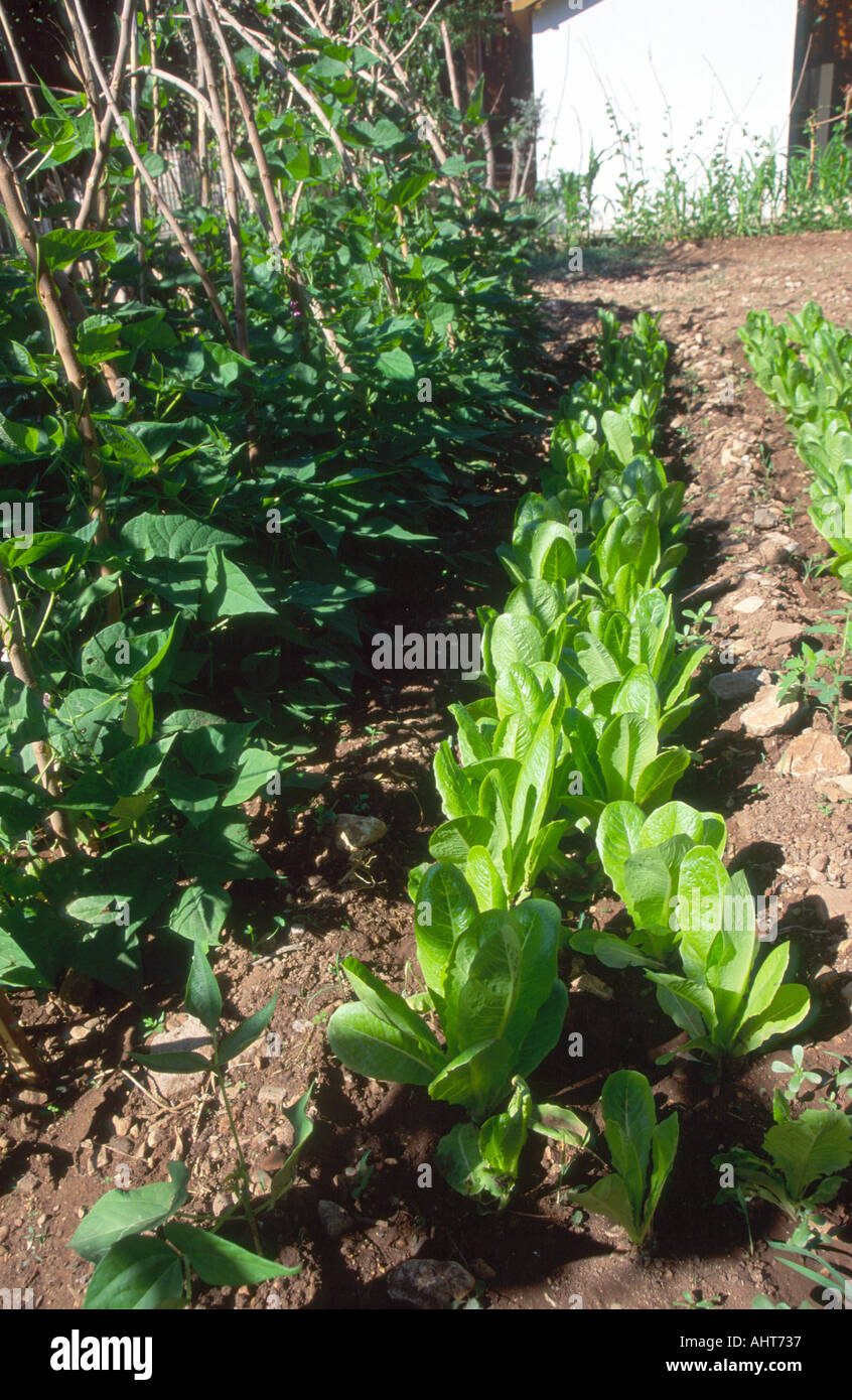 vegetable and sald crops in garden Turkey Stock Photo - Alamy