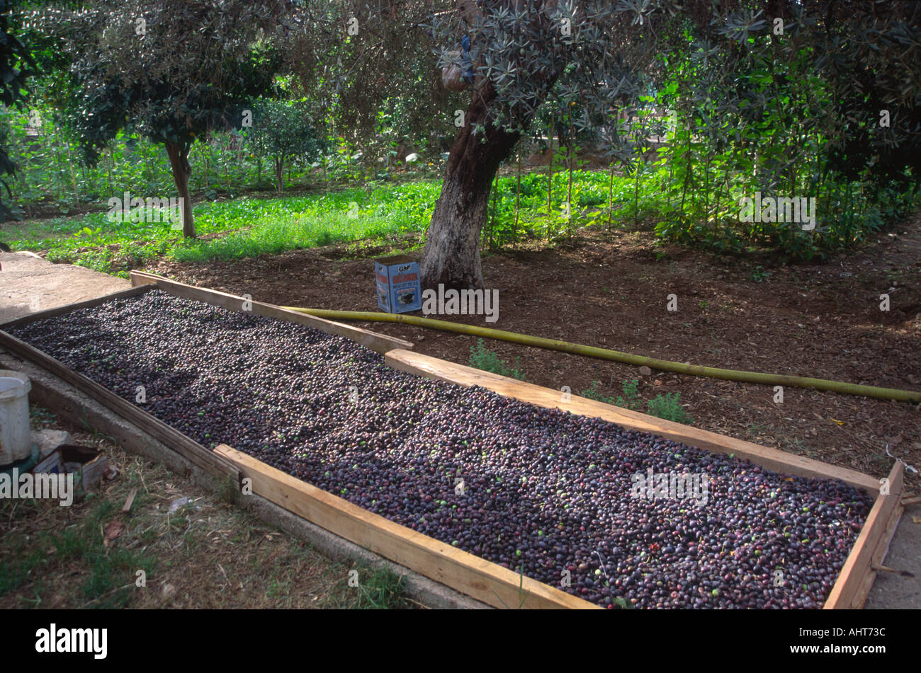 Olives harvested in a garden Oludeniz Turkey Stock Photo - Alamy