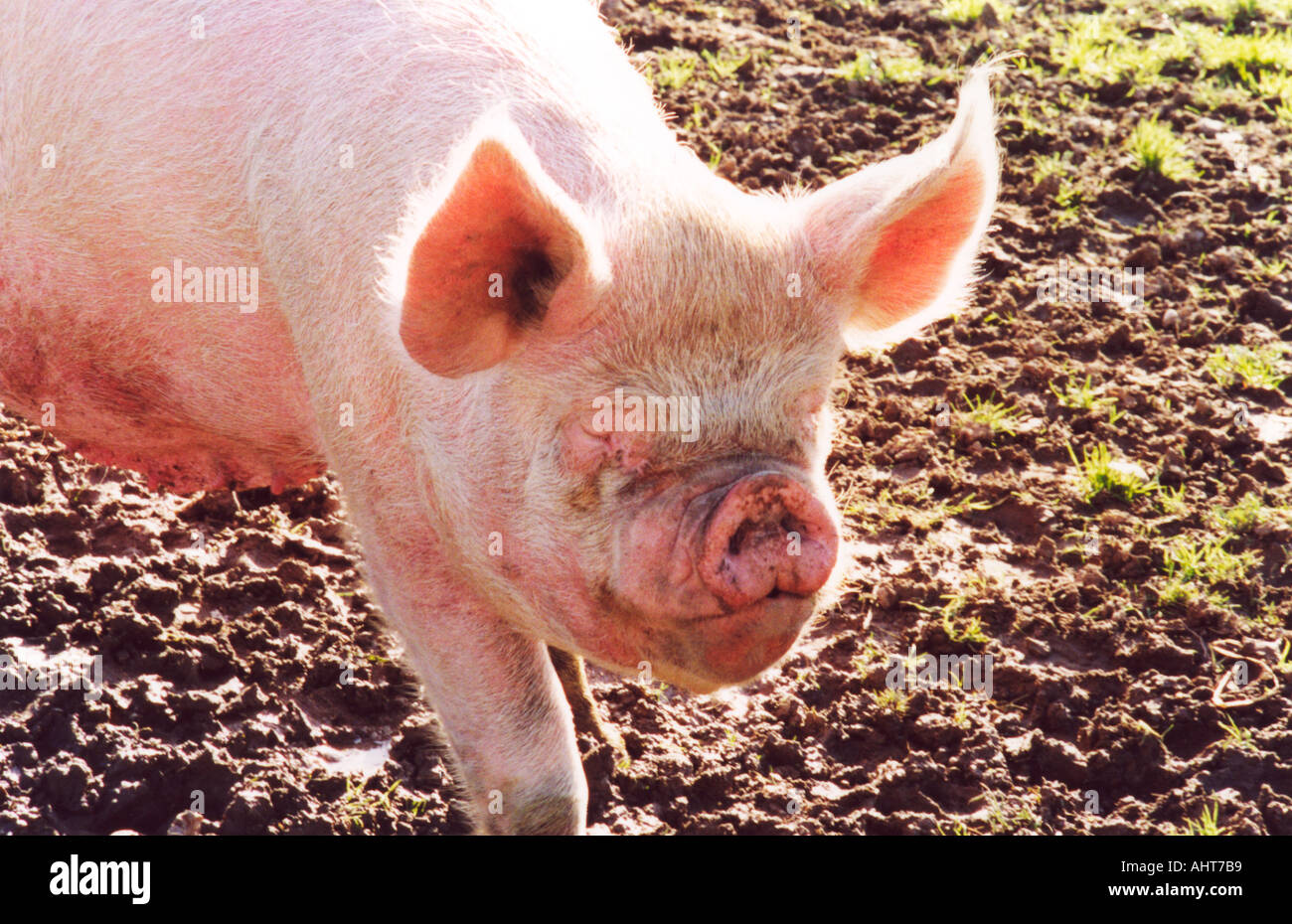 Large white pig hi-res stock photography and images - Alamy