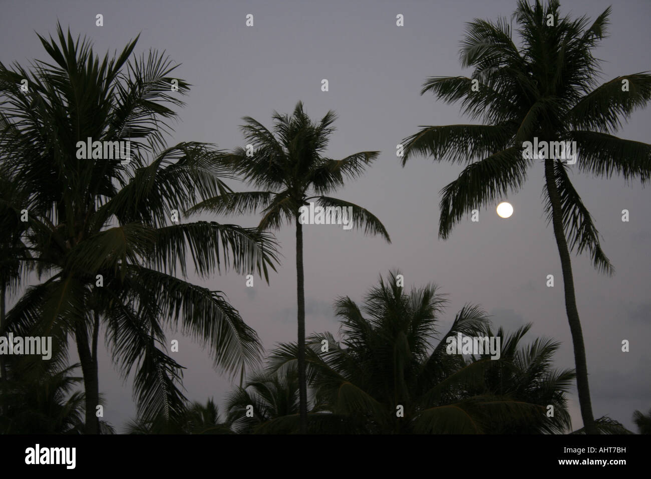 Moonlight and coconut trees Stock Photo - Alamy