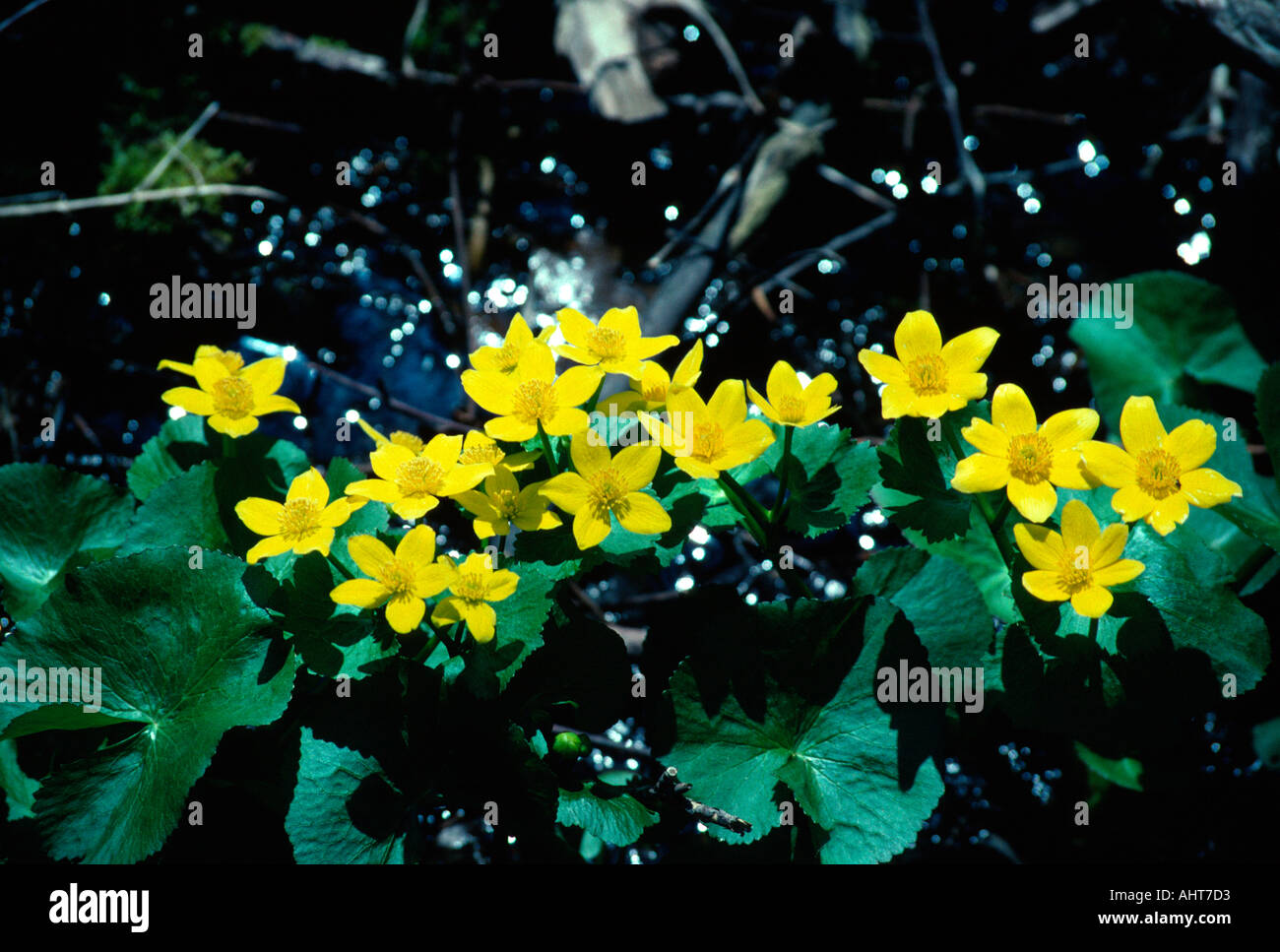 Ranunculus septentrionalis hi-res stock photography and images - Alamy