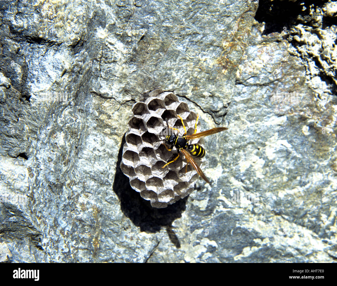Eumenidae hi-res stock photography and images - Alamy