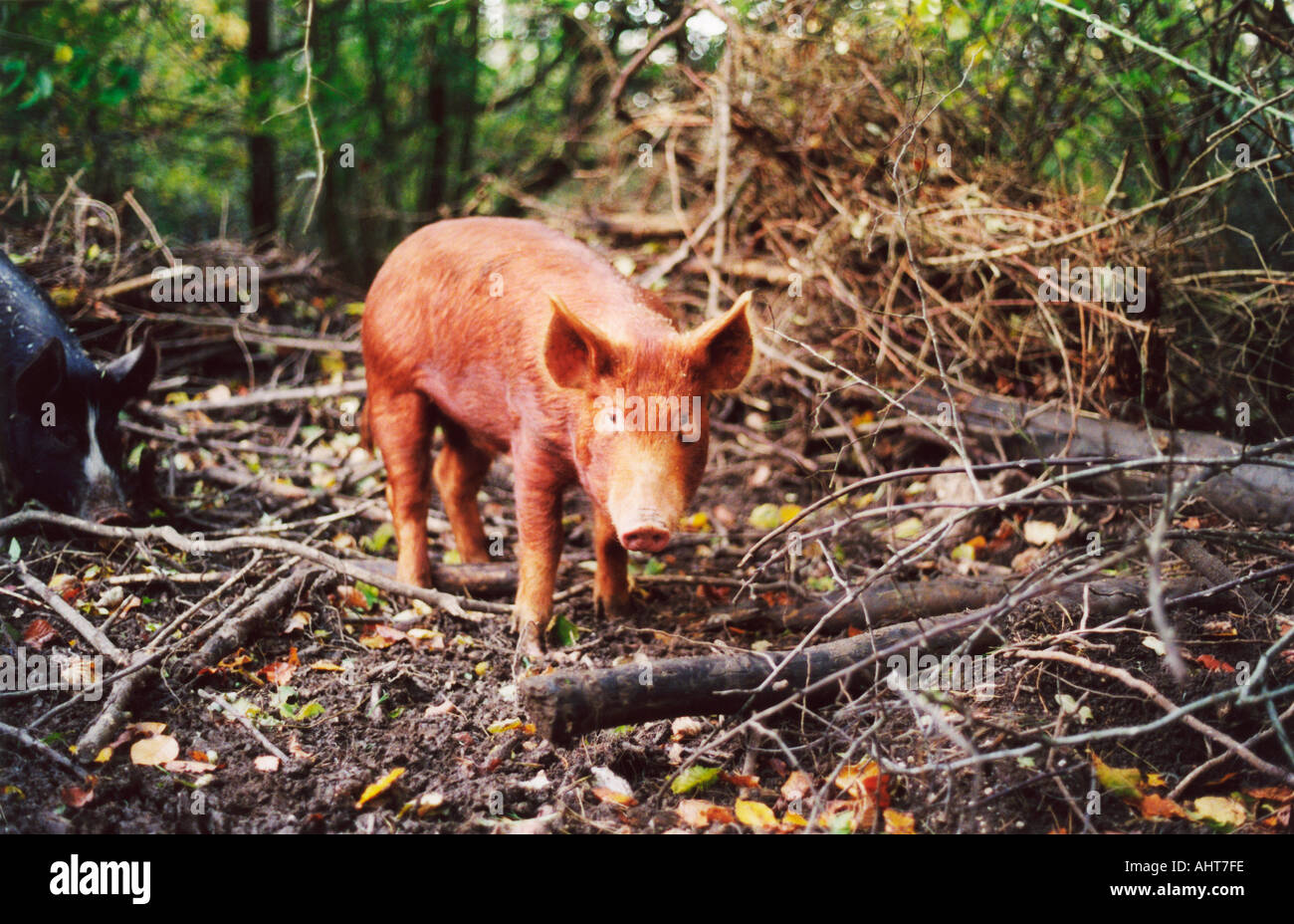 Tamworth pig hi-res stock photography and images - Alamy