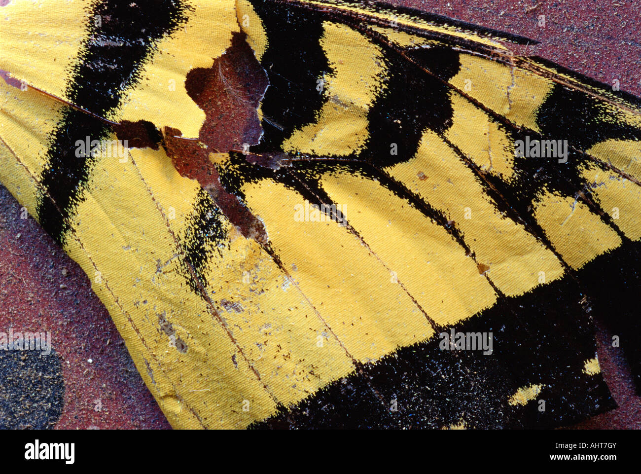 damaged butterfly wing Stock Photo - Alamy