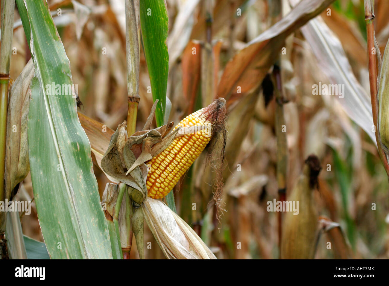 Corn in field Stock Photo - Alamy